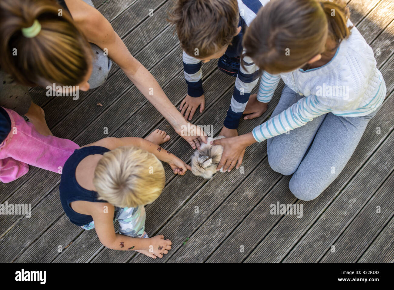 Rabbit patting hi-res stock photography and images - Alamy