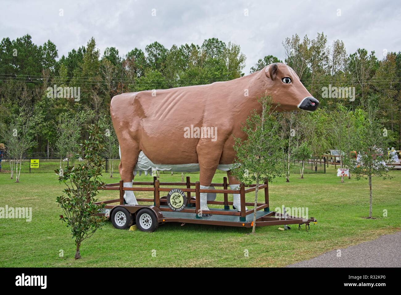Large jersey cow replica on a trailer, a marketing gimmick for Mayfield ...