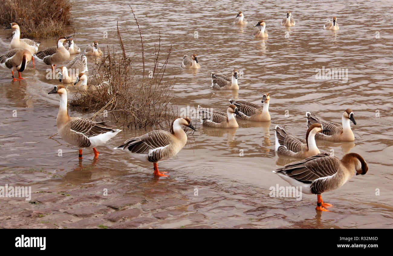 Waterfowl population hi-res stock photography and images - Alamy
