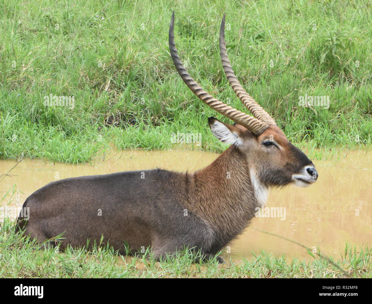 A male East African defassa waterbuck (Kobus ellipsiprymnus defassa ...