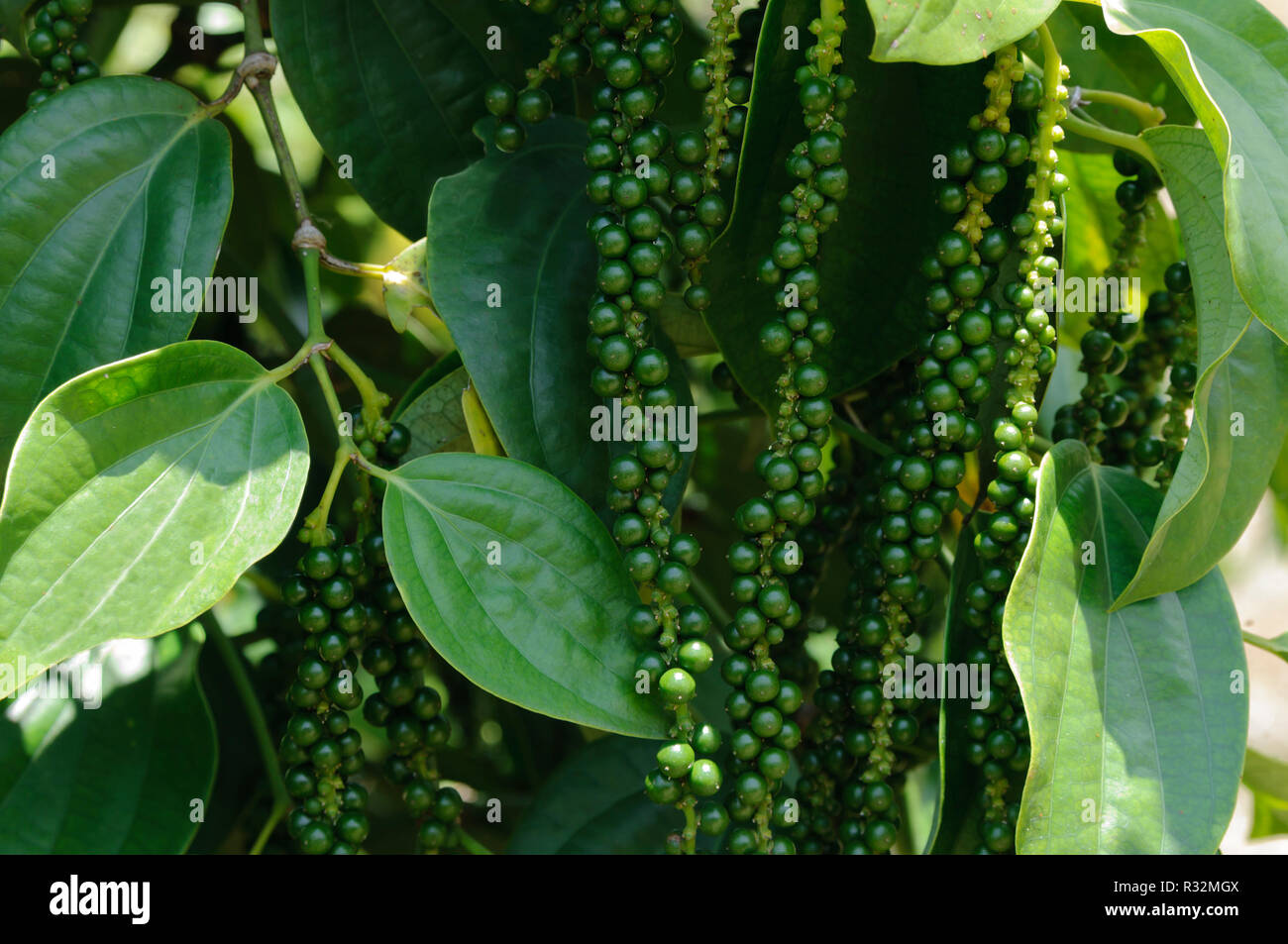 real pepper,piper nigrum Stock Photo - Alamy