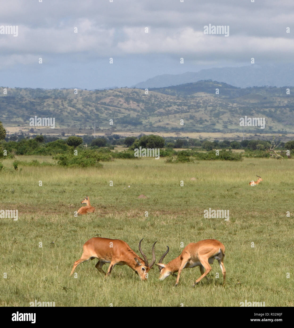 Two antelope locking horns hi-res stock photography and images - Alamy