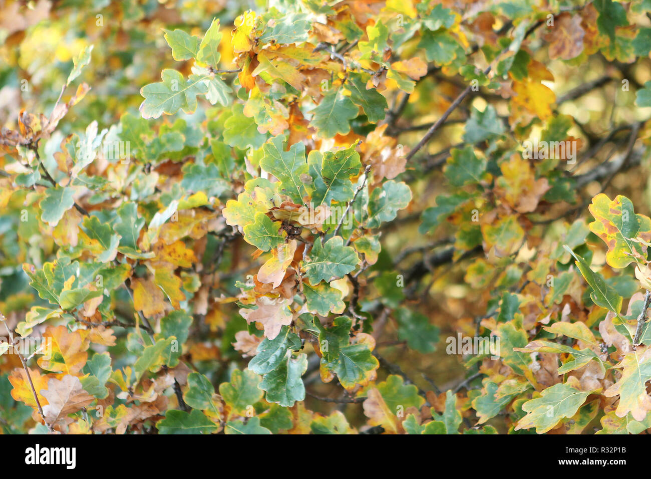 Oak tree leaves close hi-res stock photography and images - Alamy