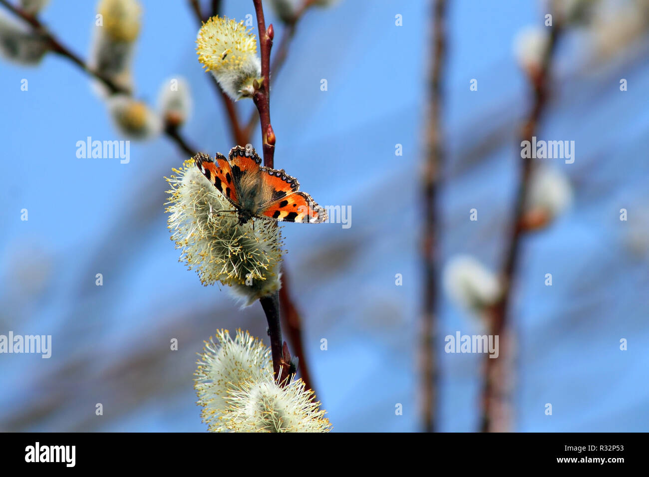the butterflies are happy about spring Stock Photo - Alamy