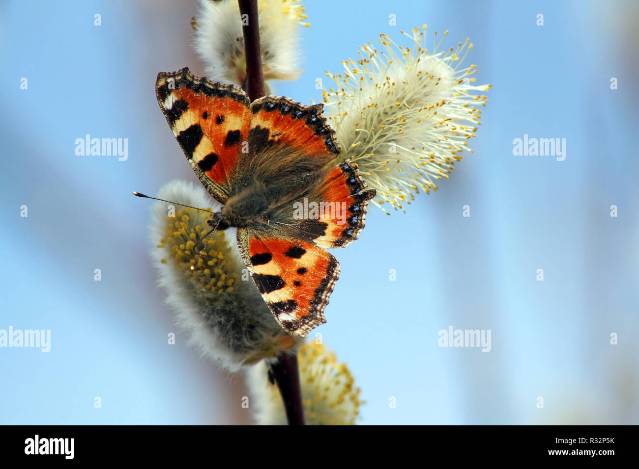 Spring weather insects hi-res stock photography and images - Alamy
