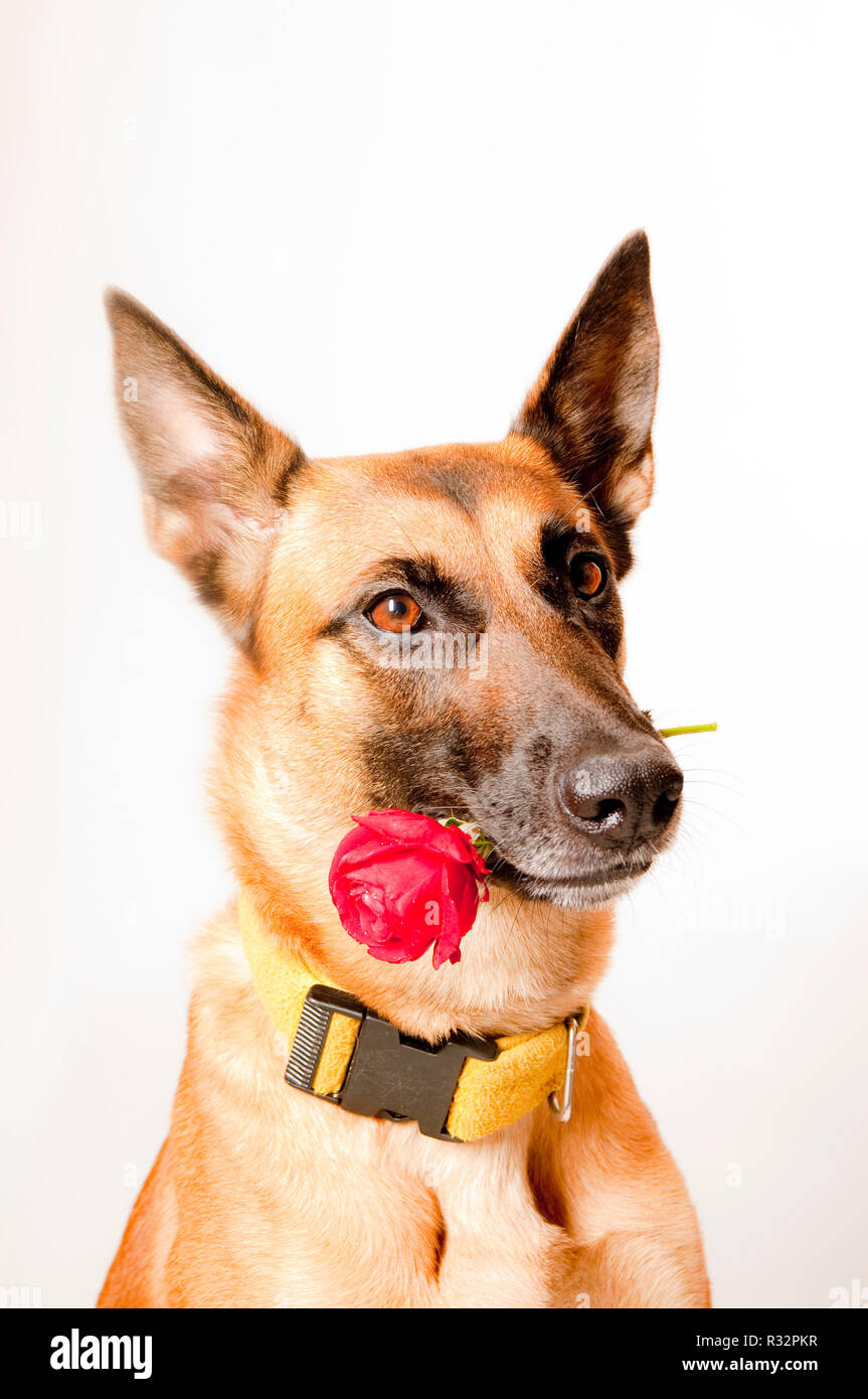Mali dog hi-res stock photography and images - Alamy
