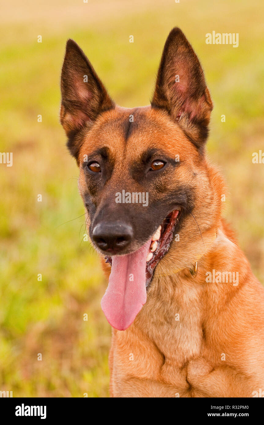 Mali dog hi-res stock photography and images - Alamy