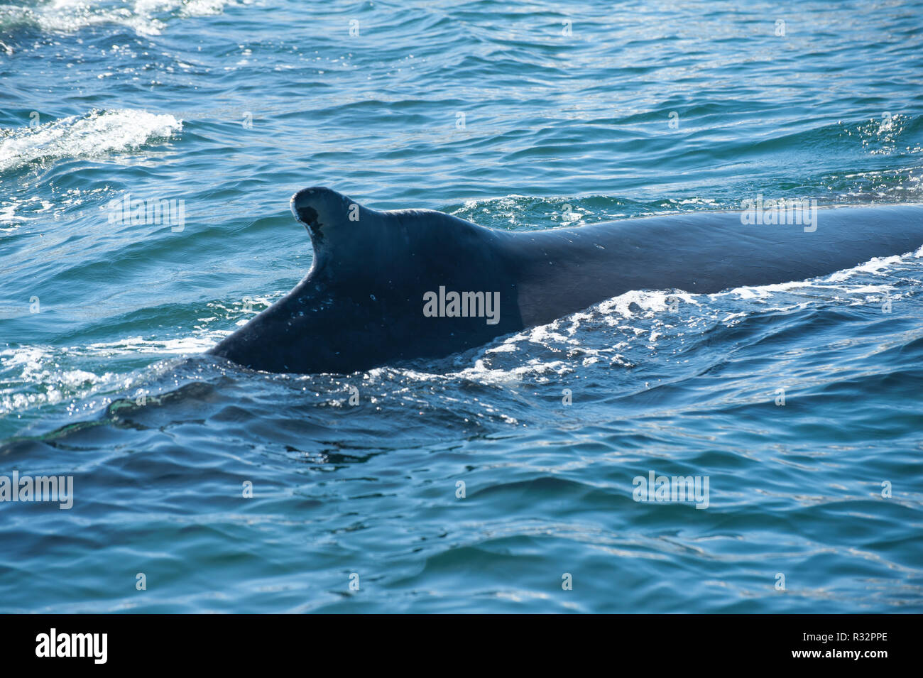 Baleen Whale Eating High Resolution Stock Photography and Images - Alamy