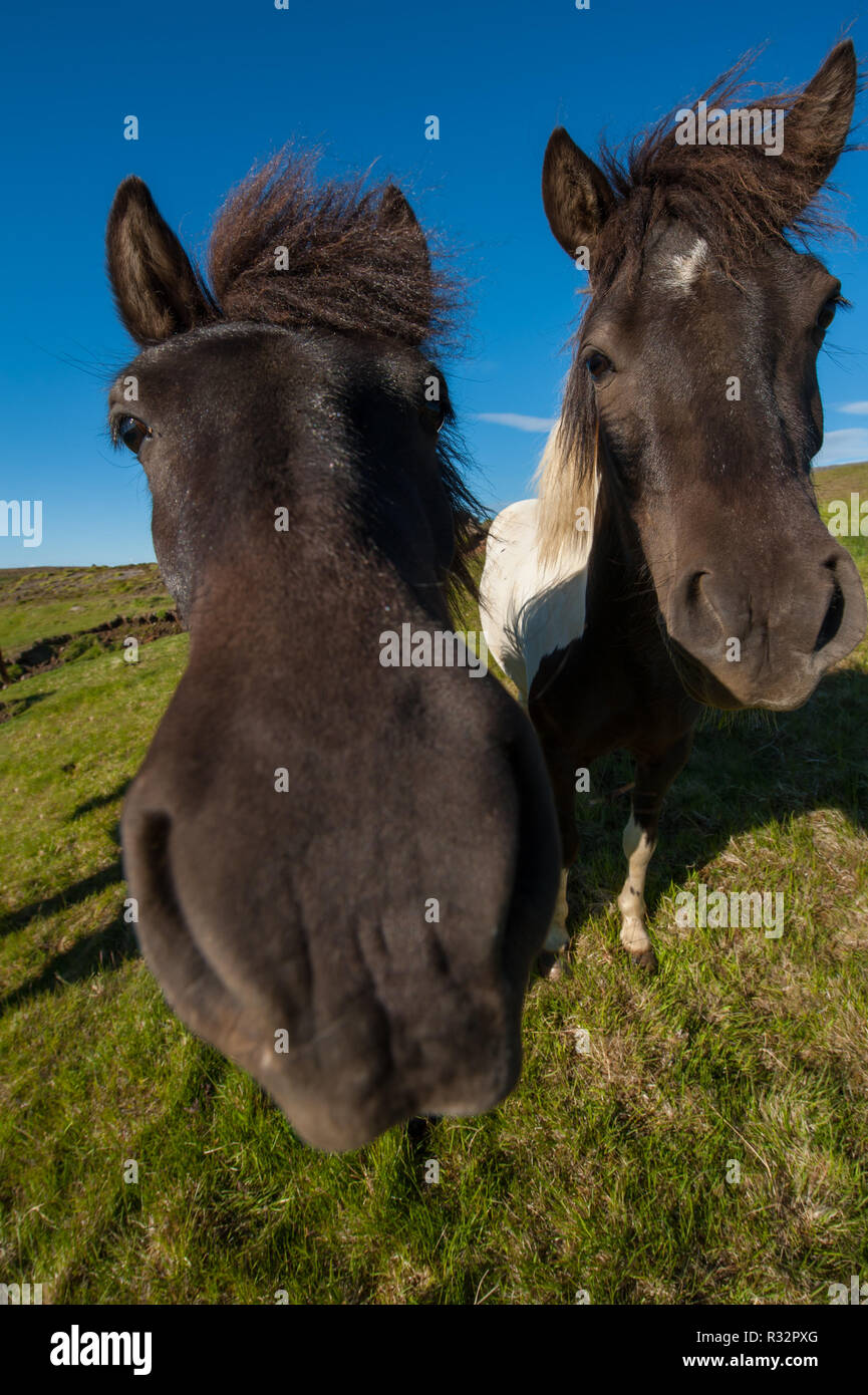 Fat mare hi-res stock photography and images - Alamy