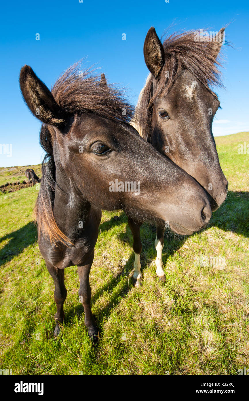 Fat mare hi-res stock photography and images - Alamy