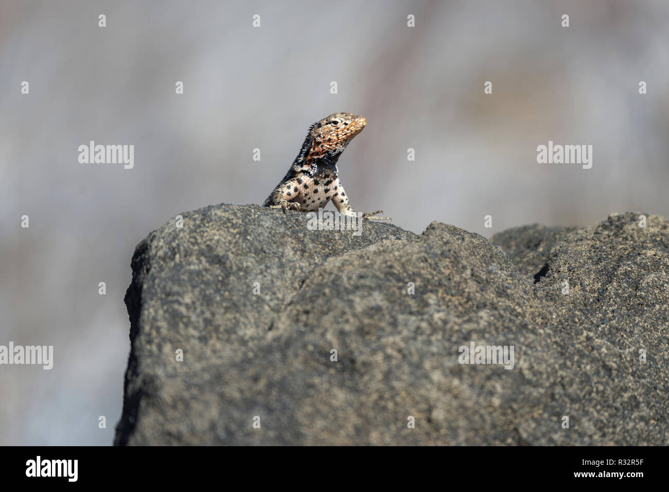 galapagos lava lizard sitting on rock isabela island galapagos islands ...