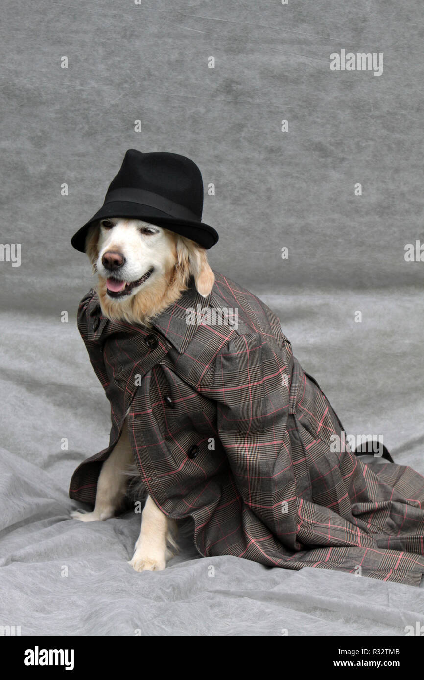 labrador with hat and coat Stock Photo - Alamy