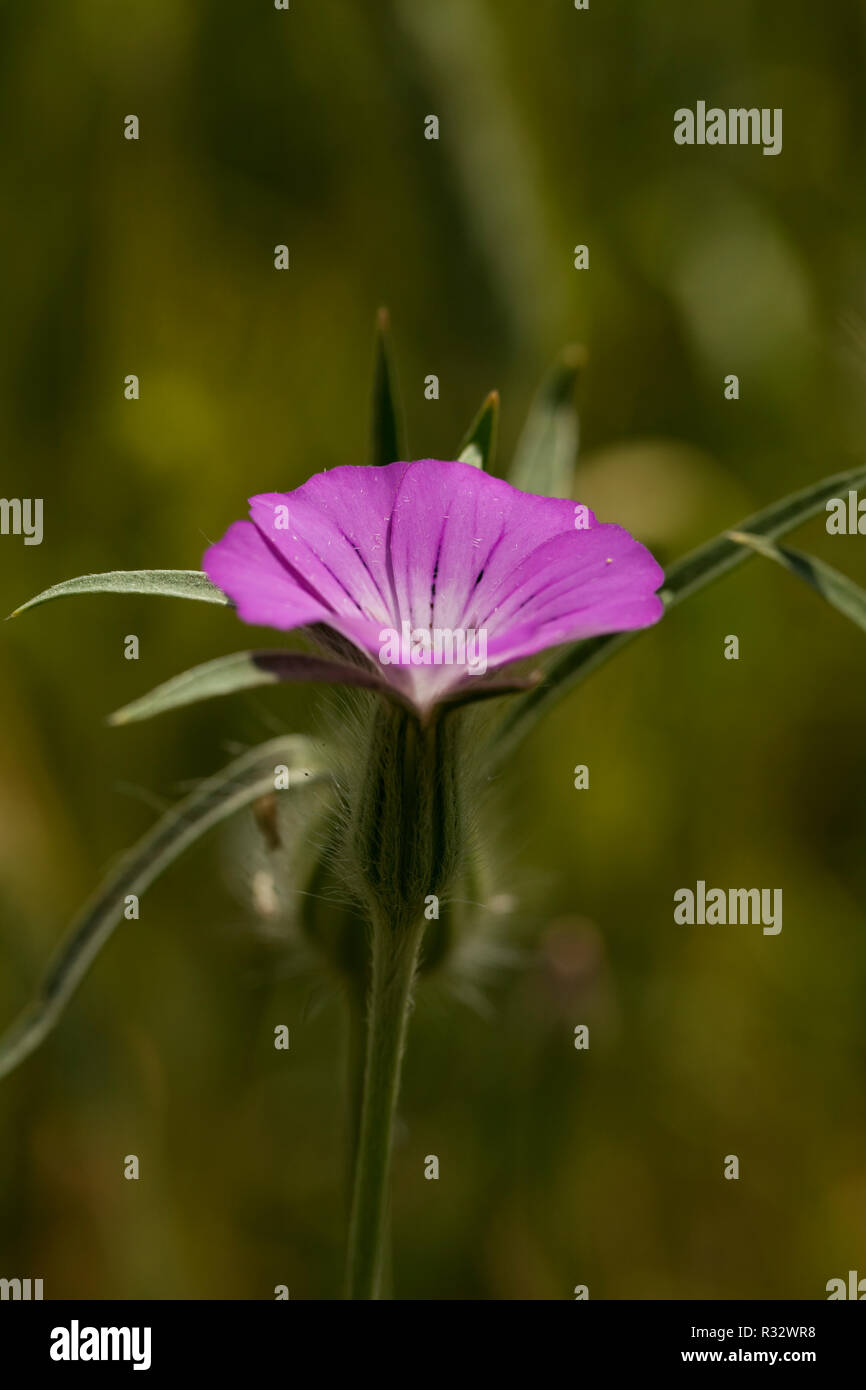 Purple cockle hi-res stock photography and images - Alamy
