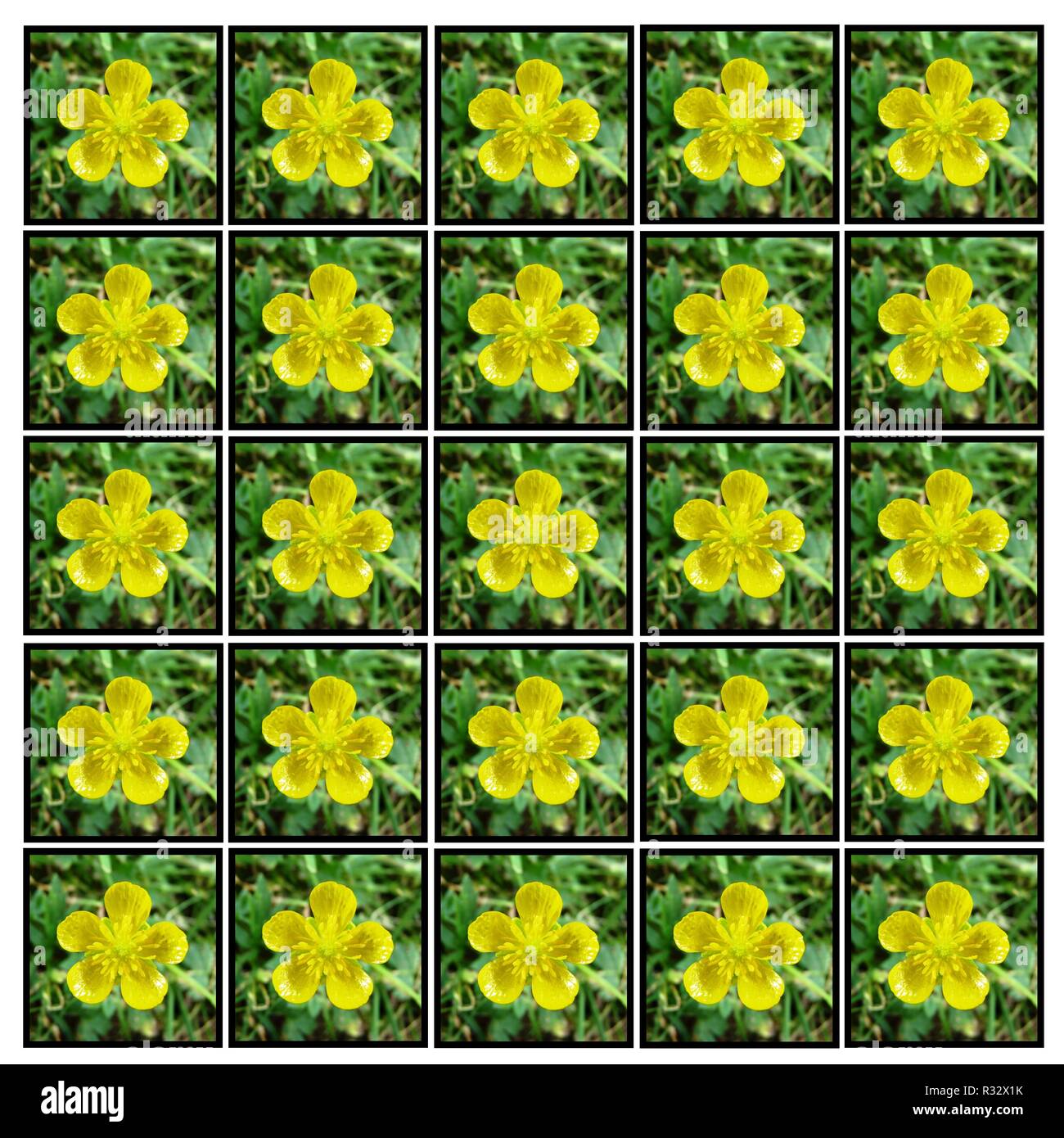 Buttercup formation hi-res stock photography and images - Alamy