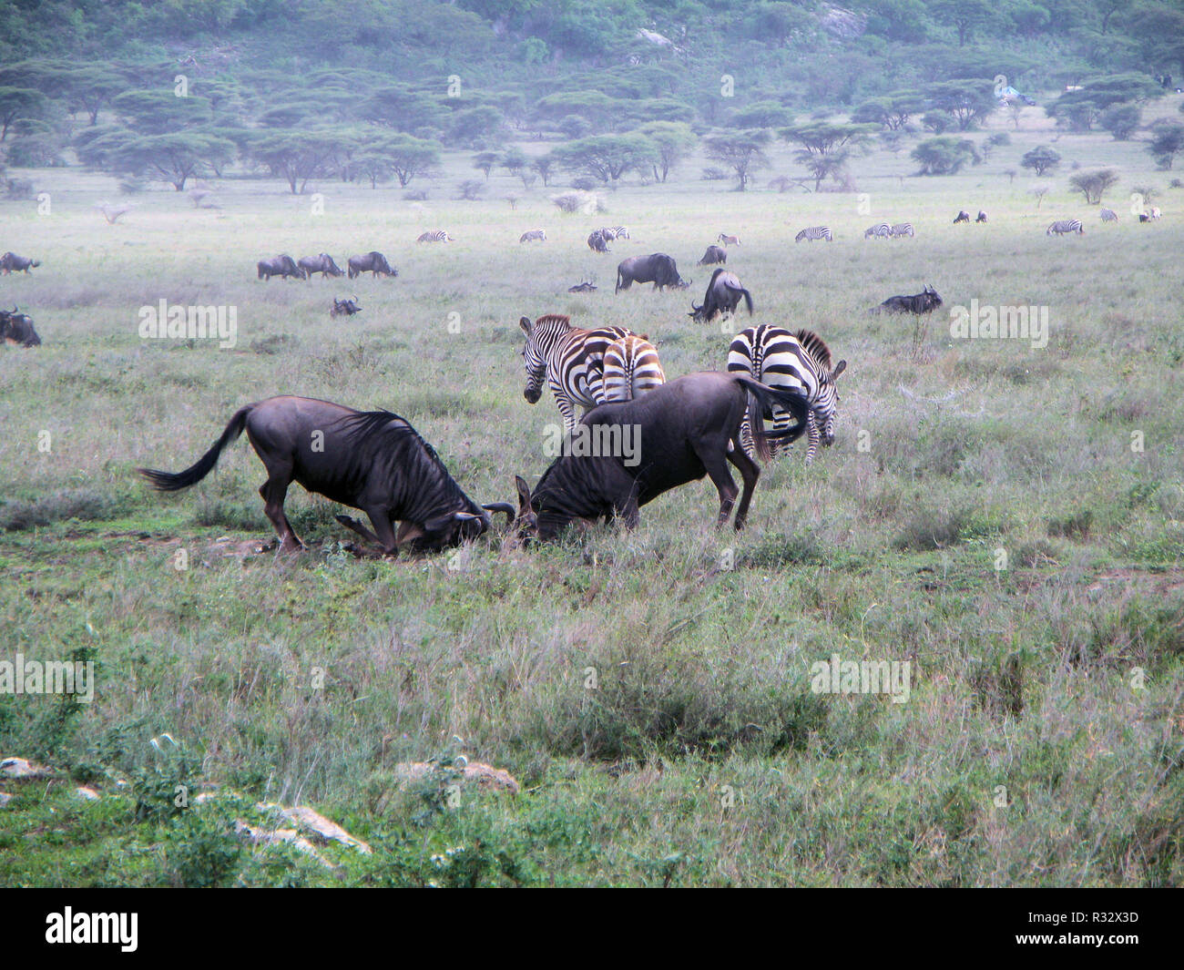 Water Buffalo Fight High Resolution Stock Photography and Images - Alamy