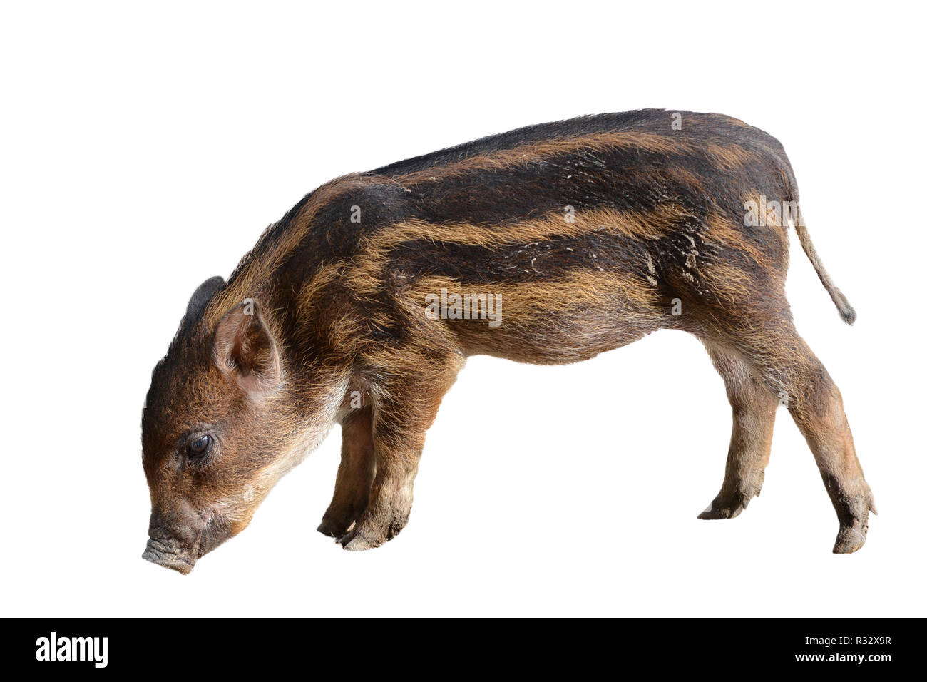 Baby wild boar fur Cut Out Stock Images & Pictures - Alamy