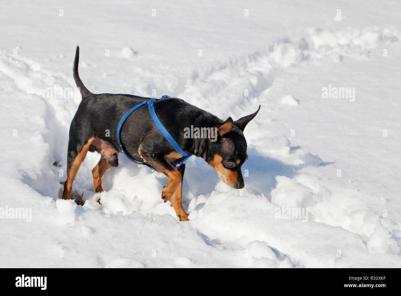 Drug dog jumping hi-res stock photography and images - Alamy