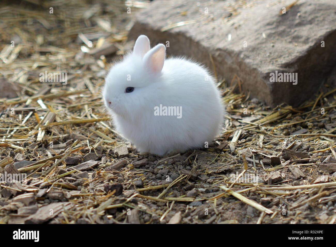 White Dwarf Baby Bunny 30 Cutest Bunny Breeds That Make Perfect Pets