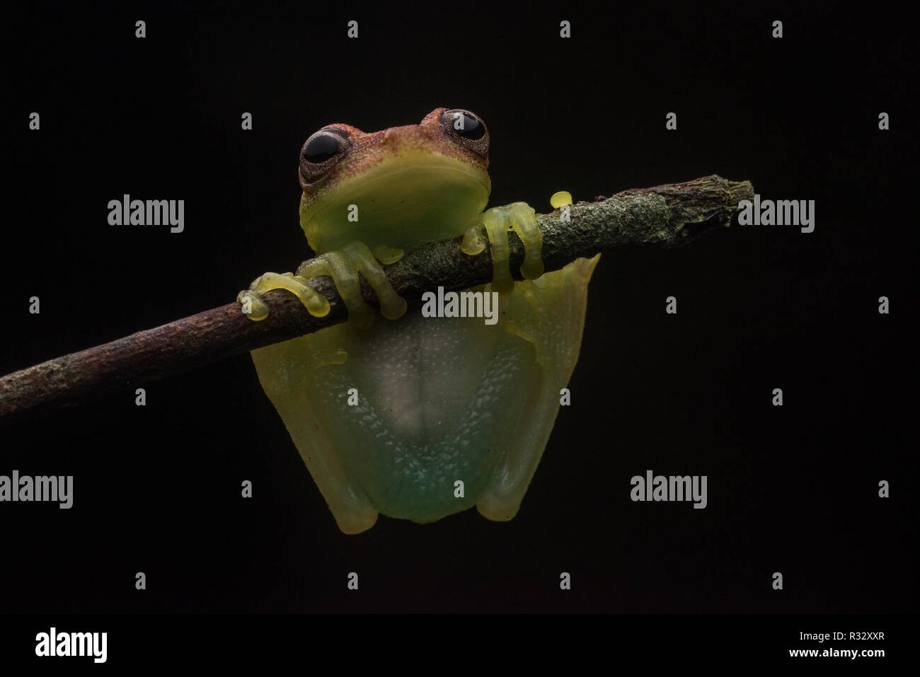 Polka dot tree frog boana punctata hi-res stock photography and images ...