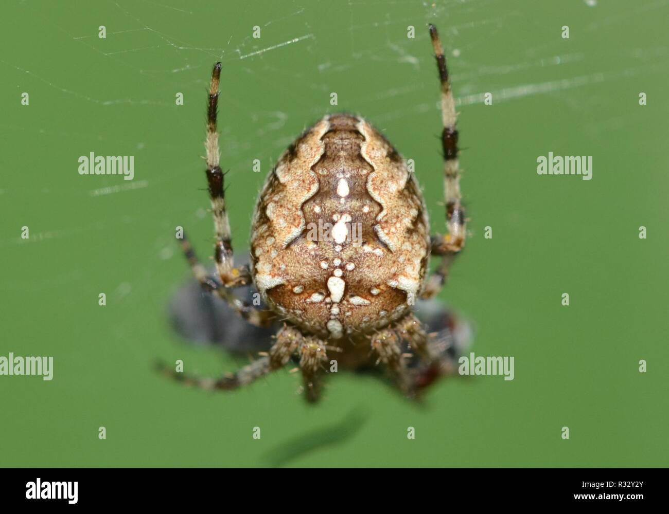 cross spider in its web Stock Photo - Alamy