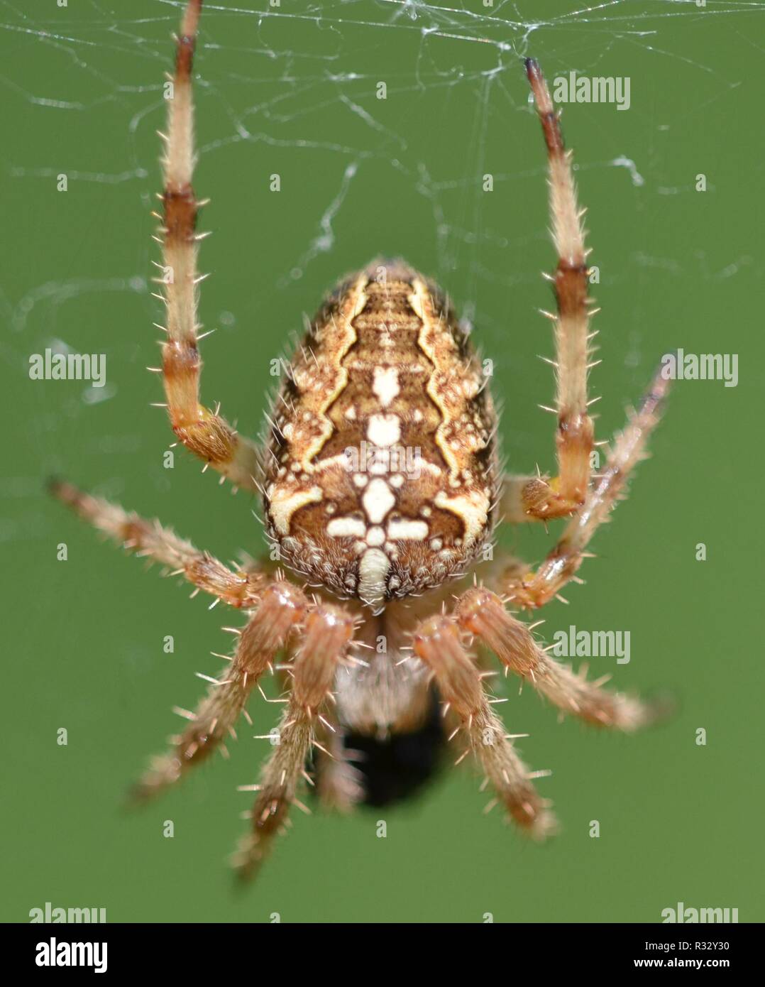 cross spider in her web Stock Photo - Alamy