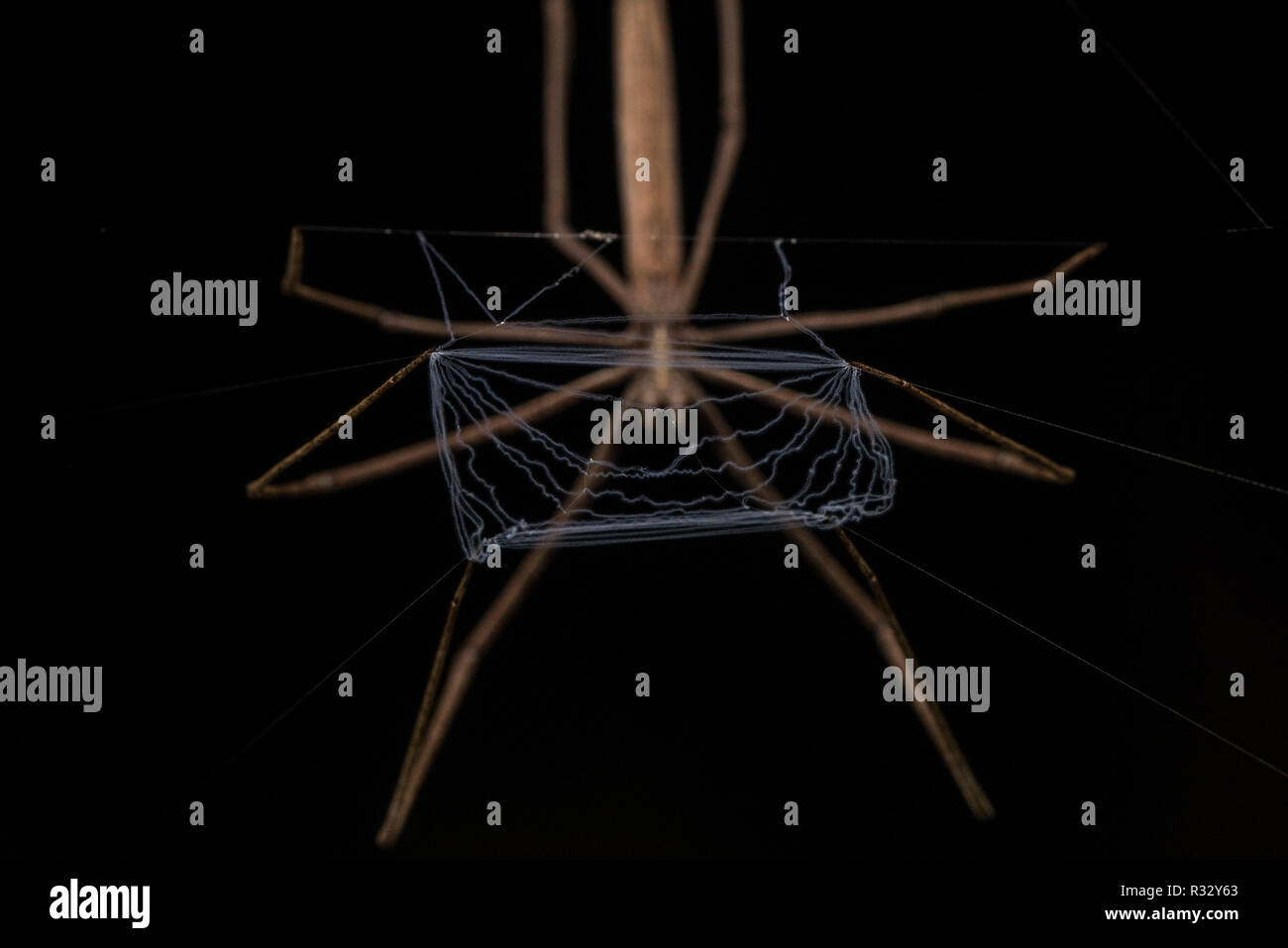 A net casting spider (Deinopis species) hangs upside down with its net ...