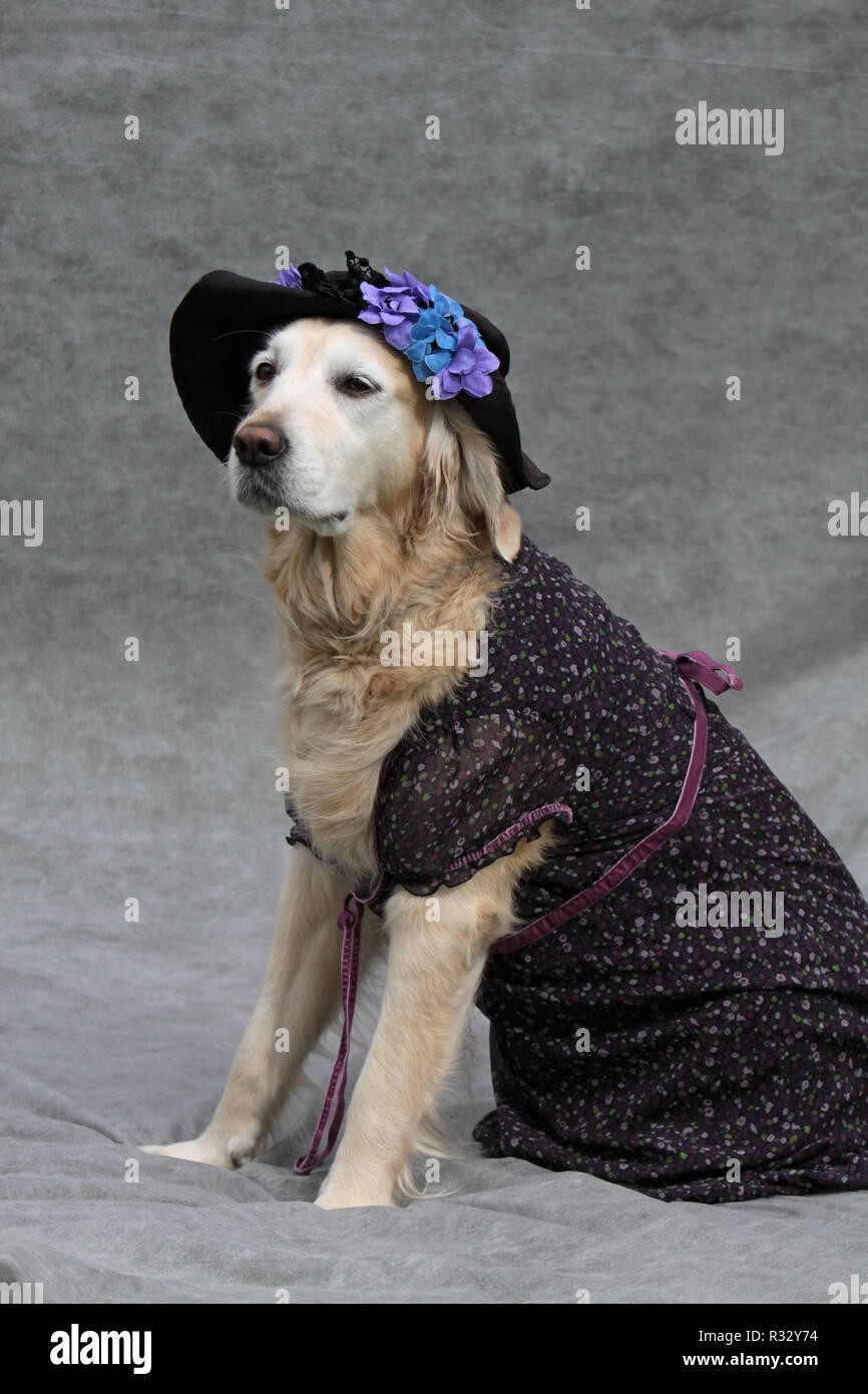 Labradore Dog High Resolution Stock Photography and Images - Alamy