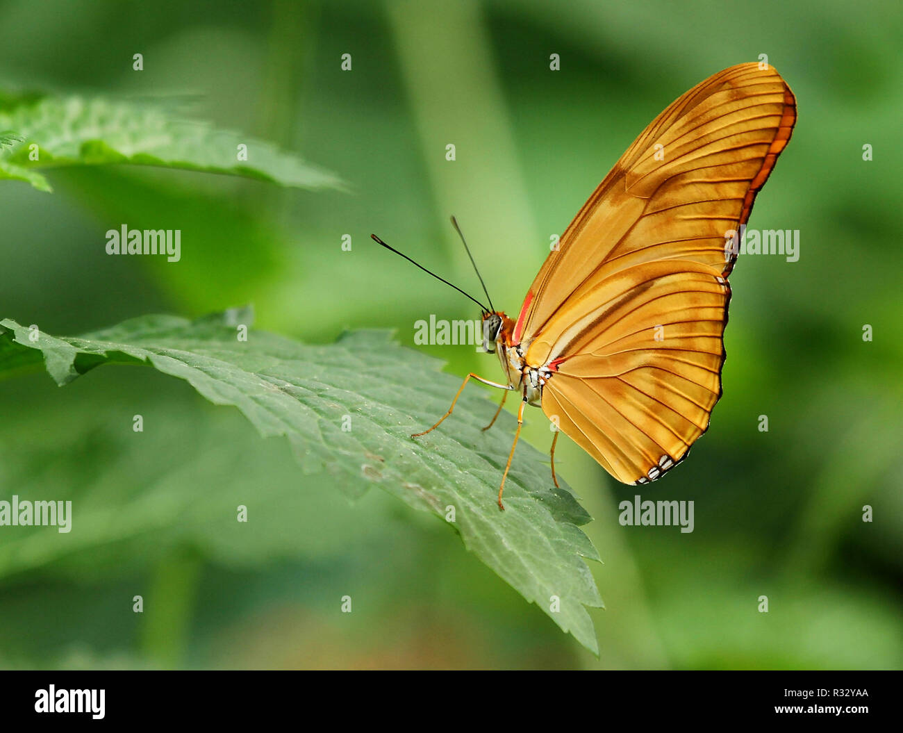 Julia falter hi-res stock photography and images - Alamy