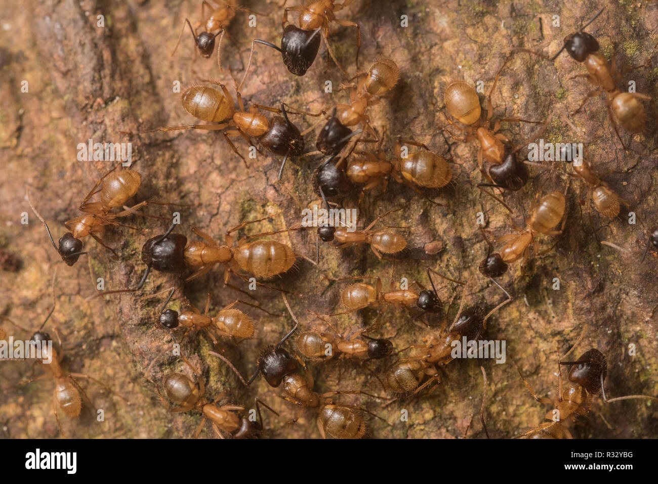 Black ant marching hi-res stock photography and images - Alamy