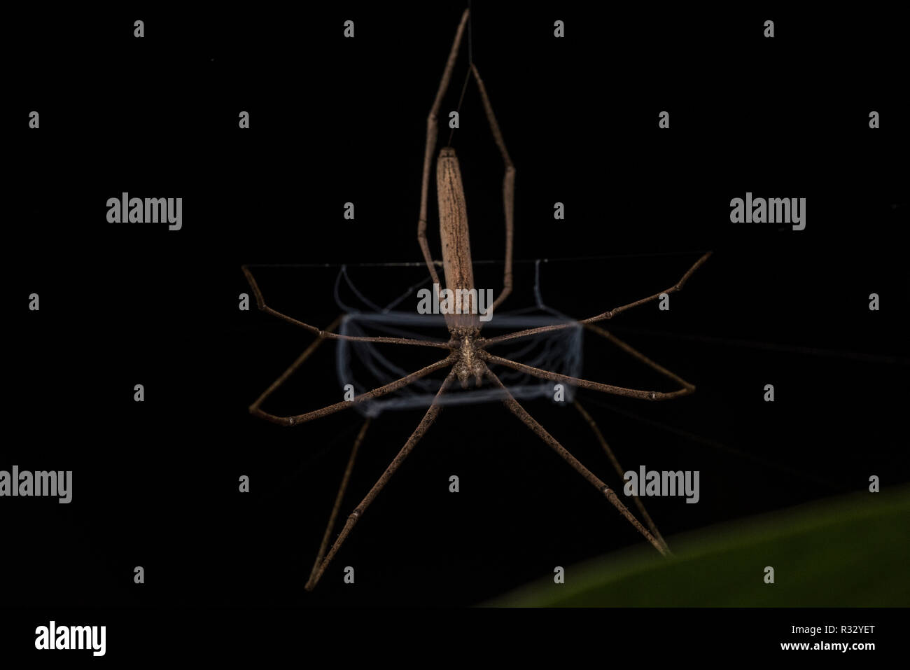 A net casting spider (Deinopis species) hangs upside down with its net ...