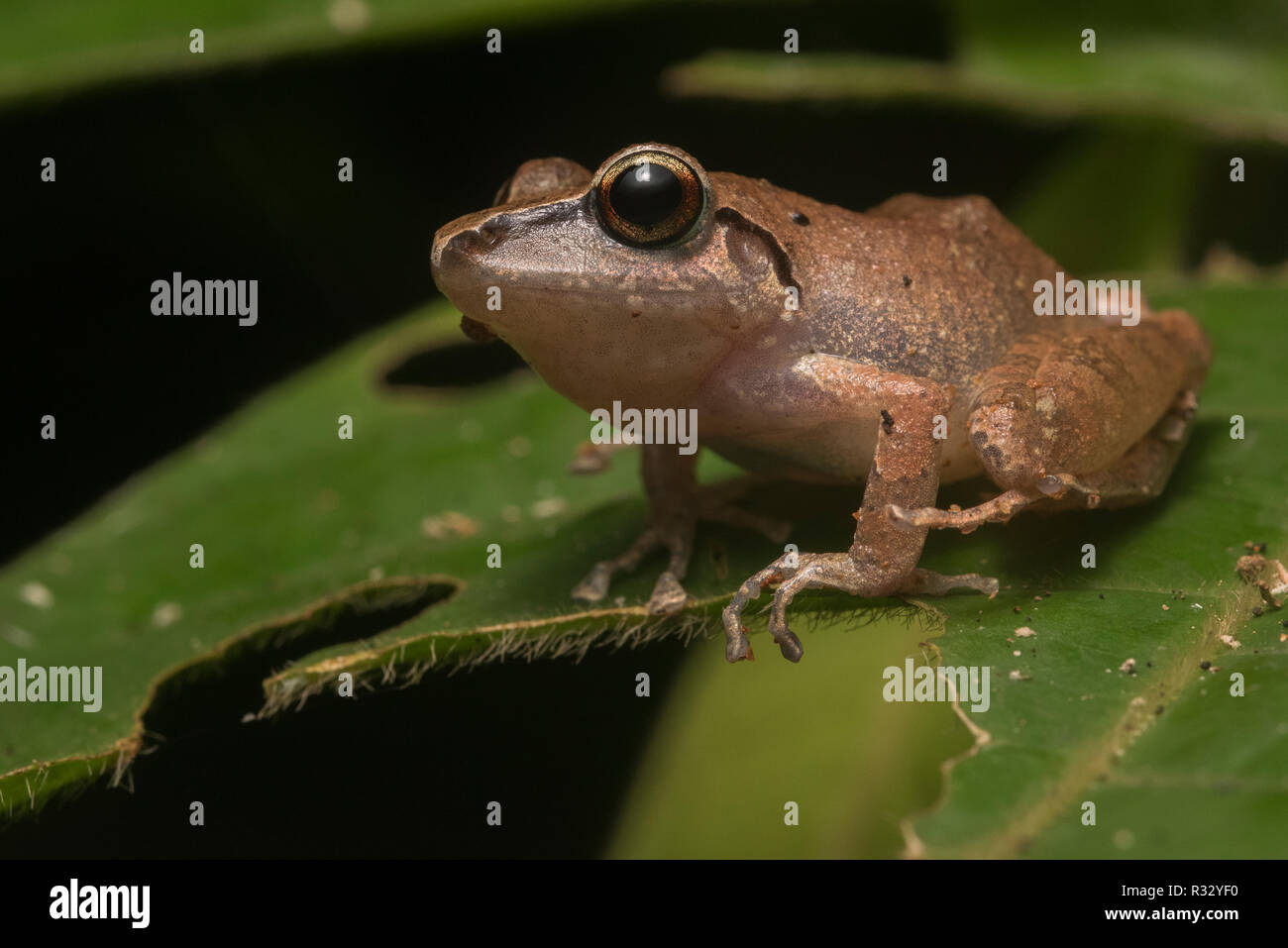 Pristimantis danae hi-res stock photography and images - Alamy