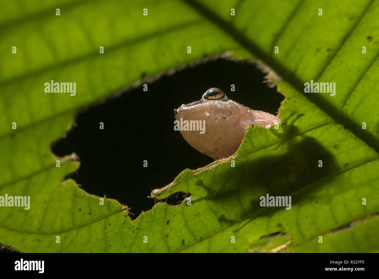Cryptic frog hi-res stock photography and images - Alamy
