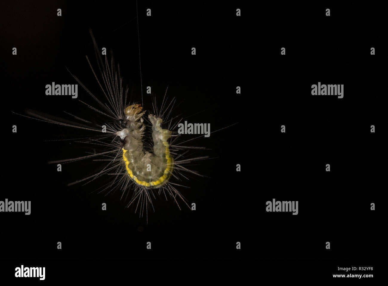 A small inchworm hanging by a thread in the Peruvian Amazon jungle ...