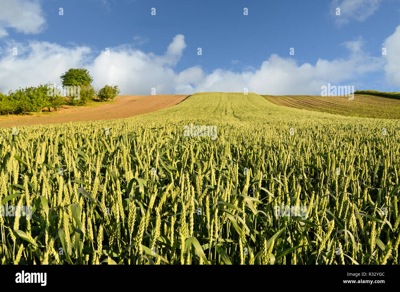 Wheat farmland in spring time Stock Photo - Alamy