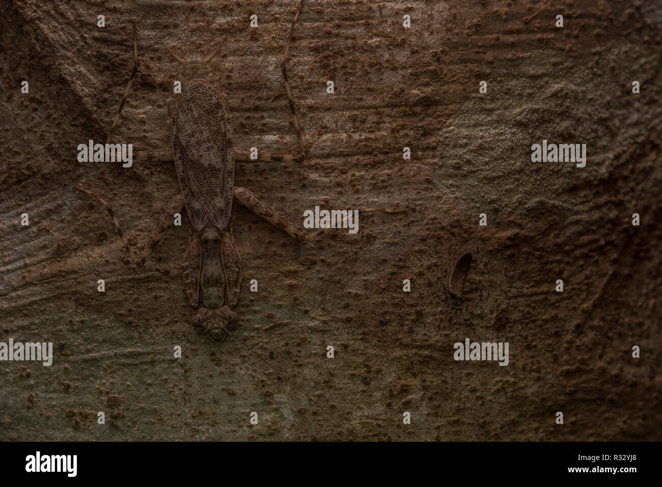 A neotropical bark mantis, possibly in the Liturgusa genus, is ...