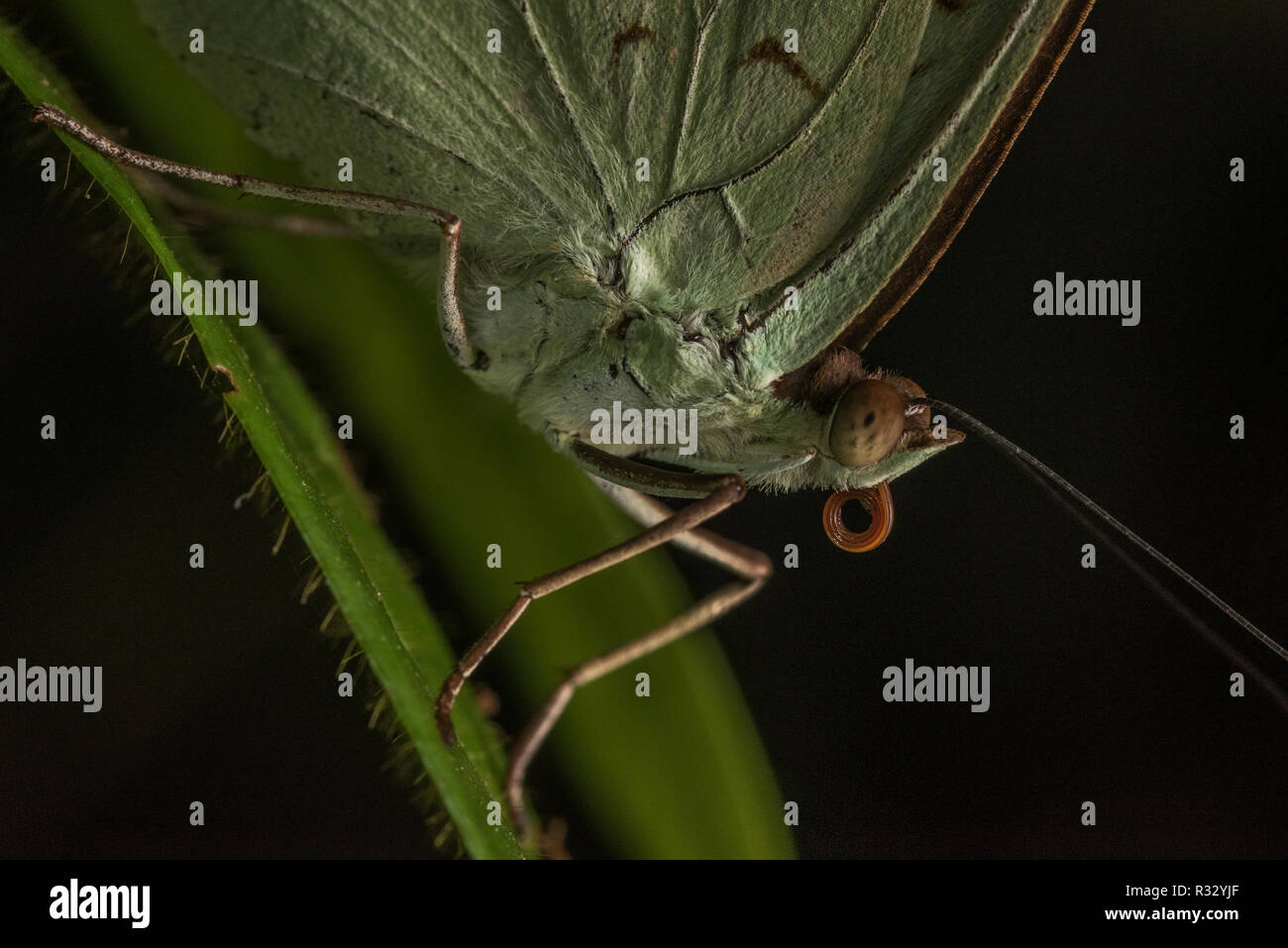 Obrina olivewing butterfly hi-res stock photography and images - Alamy