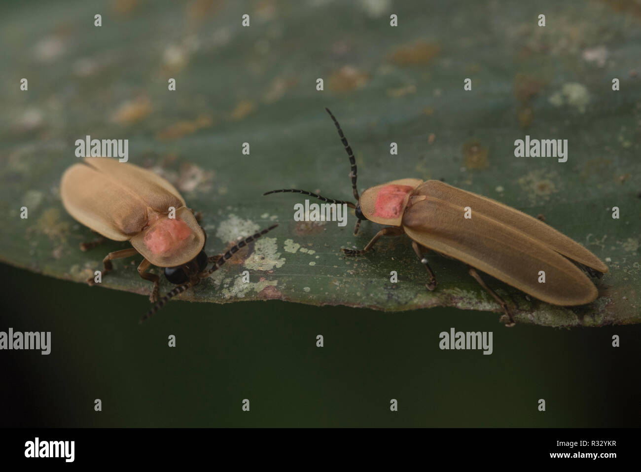 Fireflies lightning bug hi-res stock photography and images - Alamy