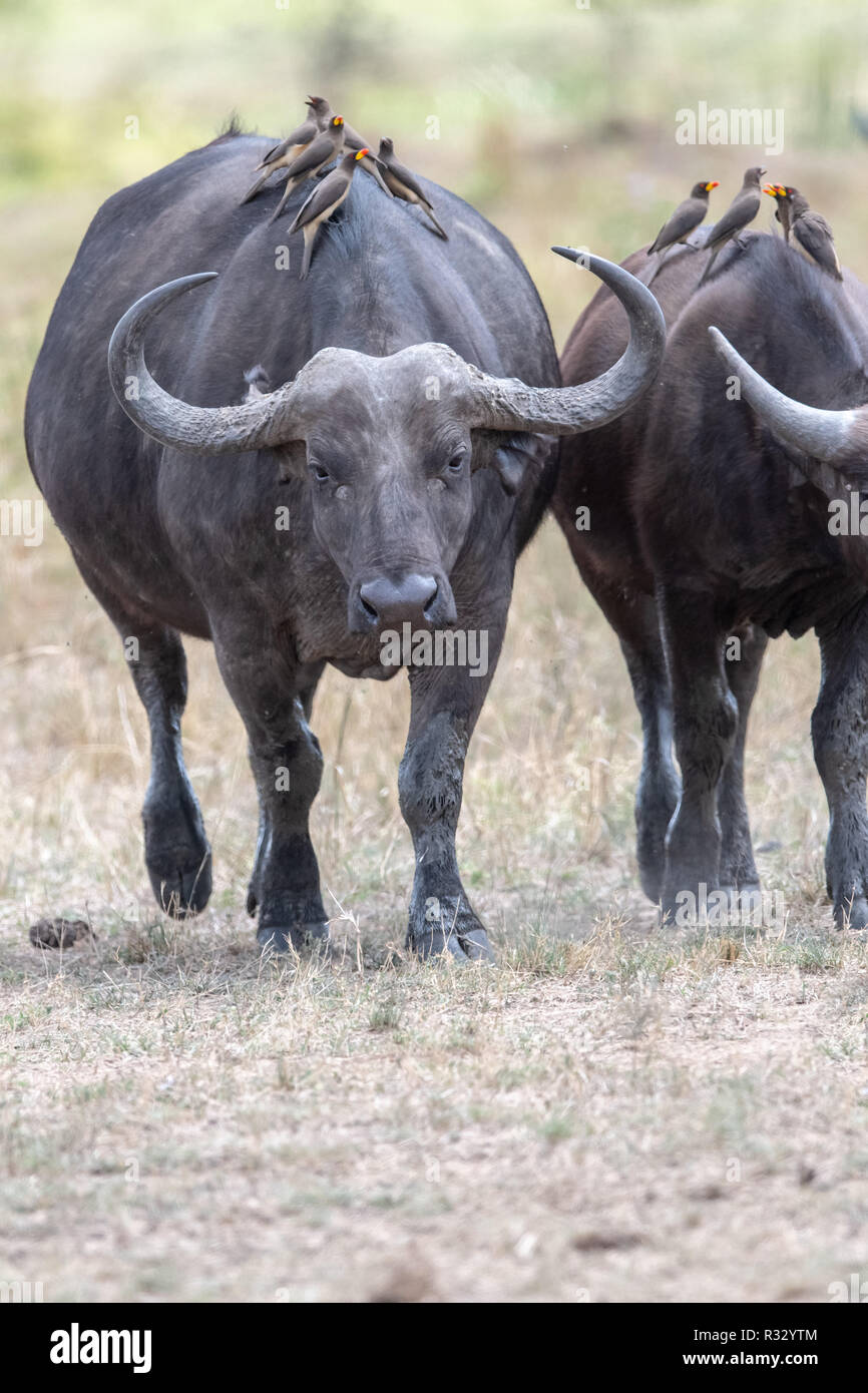 African cape buffalo (Syncerus caffer caffer) in Kenya, East Africa ...