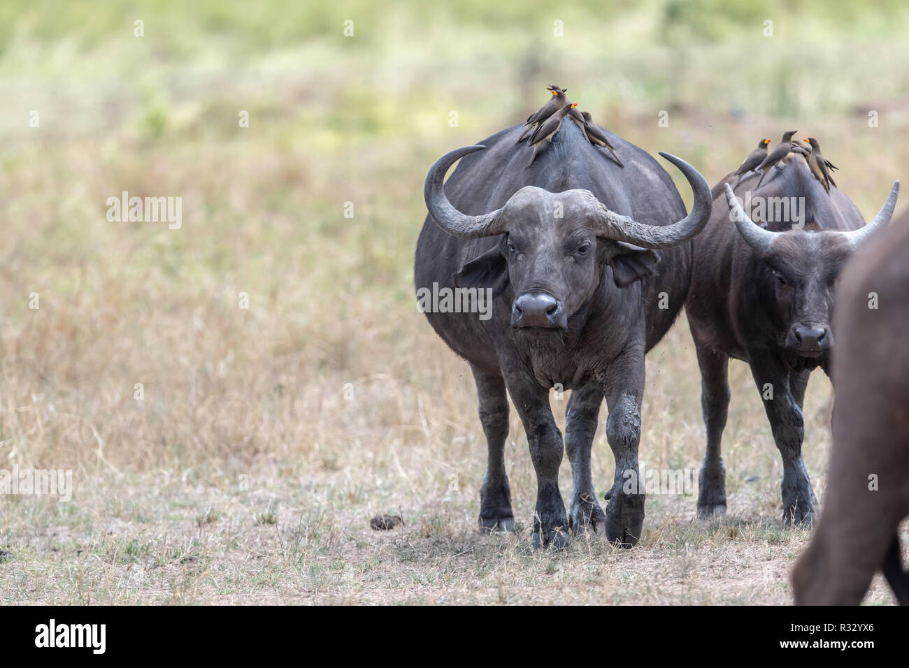 African cape buffalo (Syncerus caffer caffer) in Kenya, East Africa ...