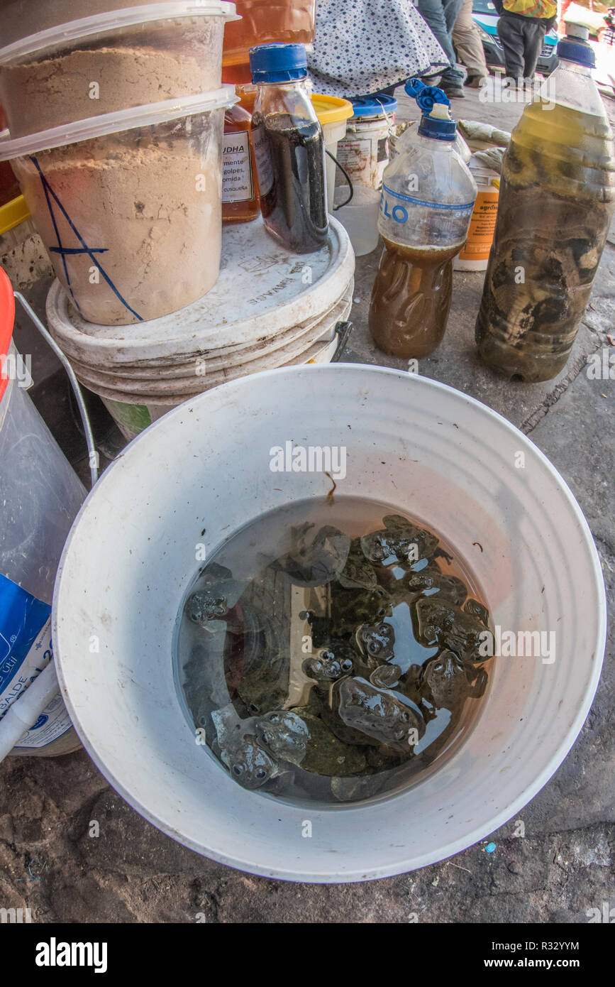 Telmatobius marmoratus hi-res stock photography and images - Alamy