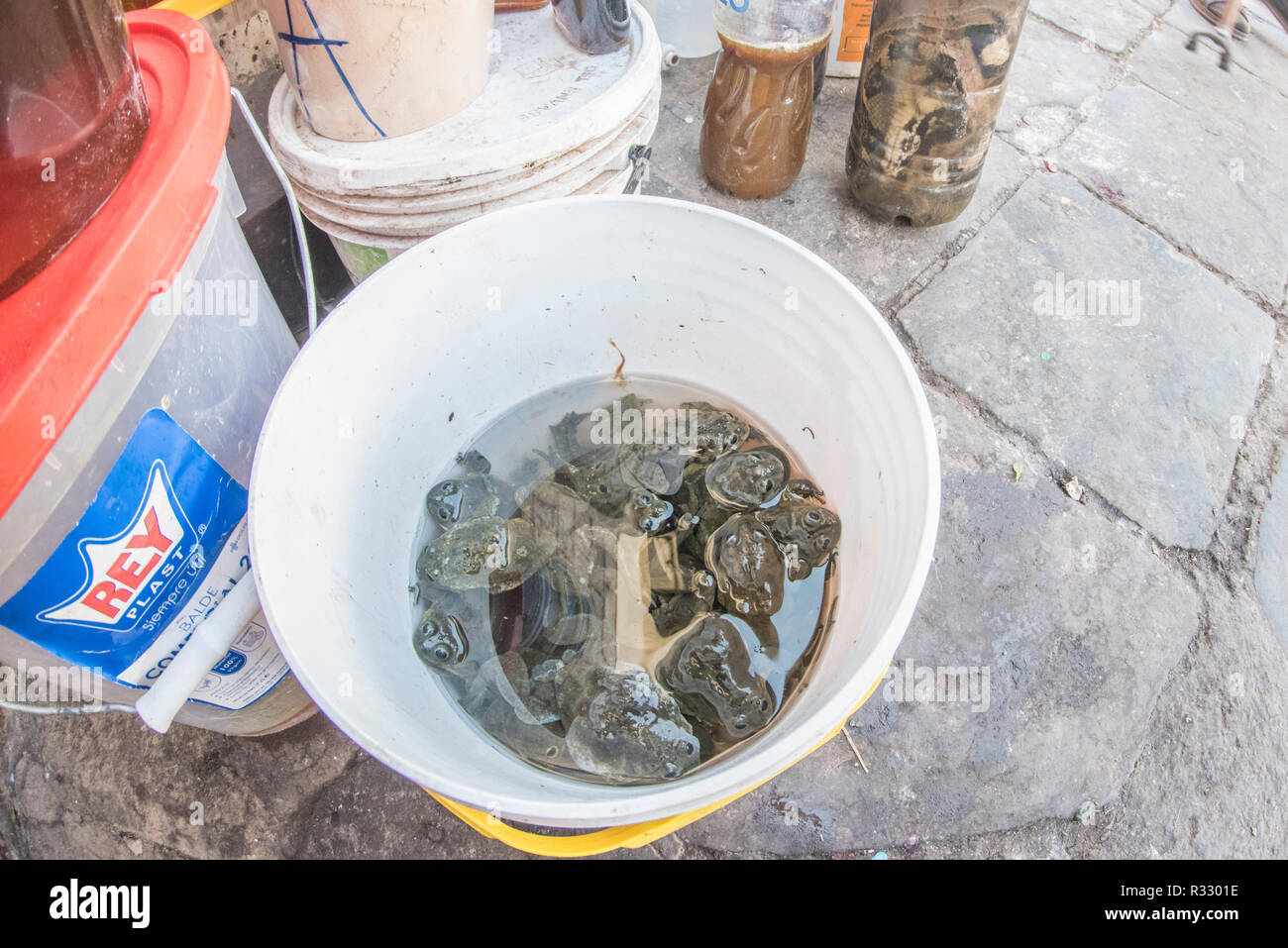 A bucket of marbled water frogs (Telmatobius marmoratus) in a bucket in ...