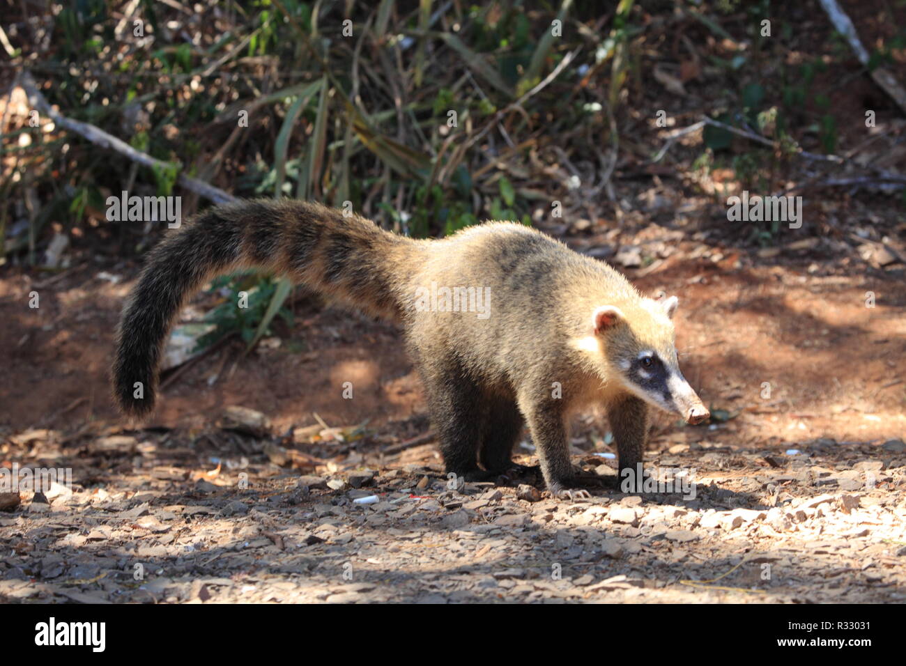 Proboscis bear hi-res stock photography and images - Alamy