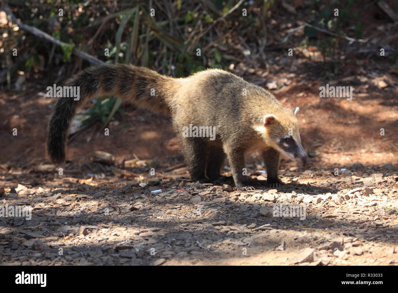Proboscis bear hi-res stock photography and images - Alamy