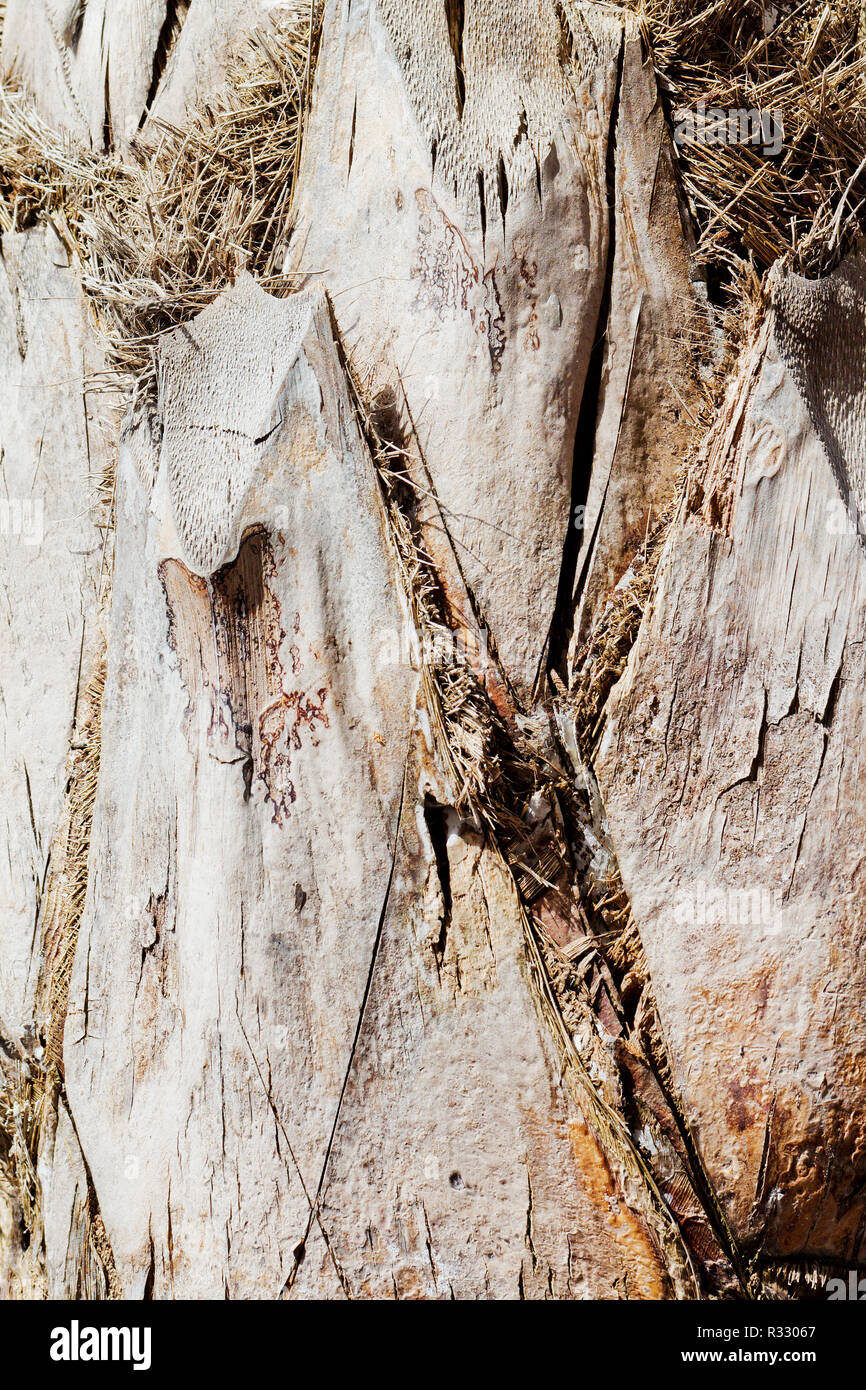 close-up of palm Stock Photo - Alamy