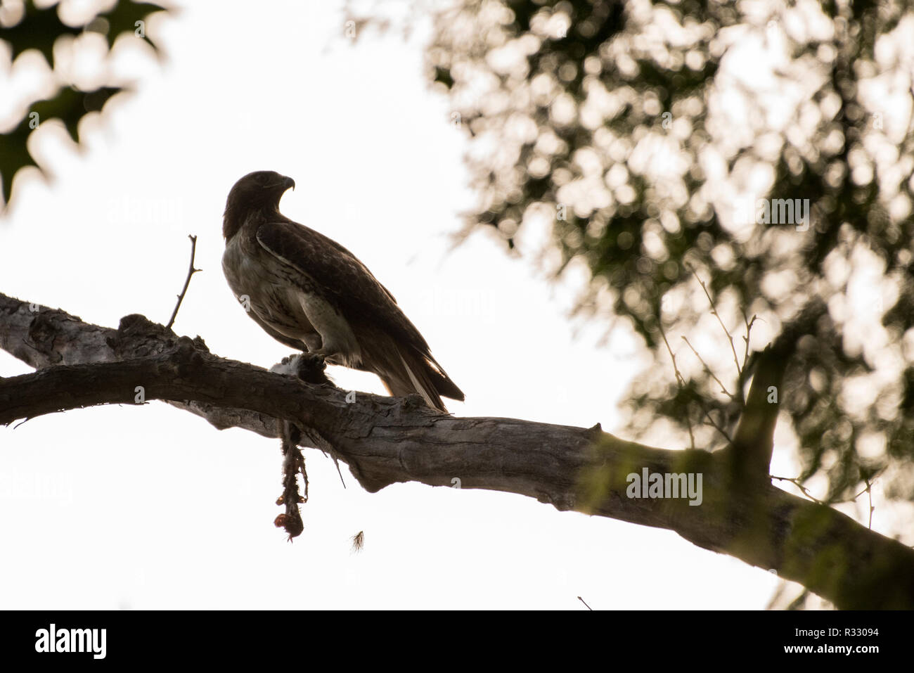 Red tailed hawk perched hi-res stock photography and images - Alamy