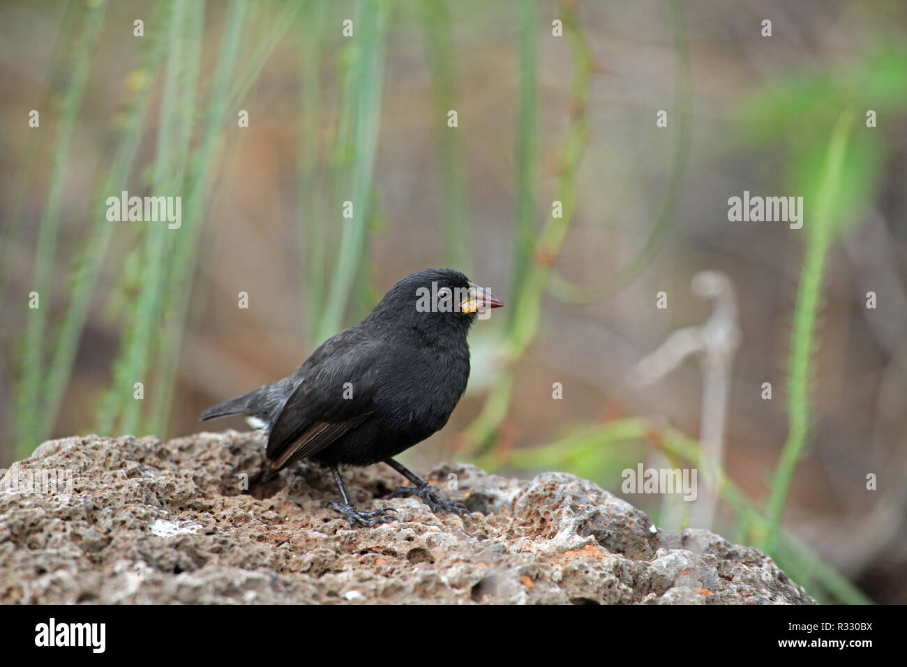 Galapagosfink hi-res stock photography and images - Alamy