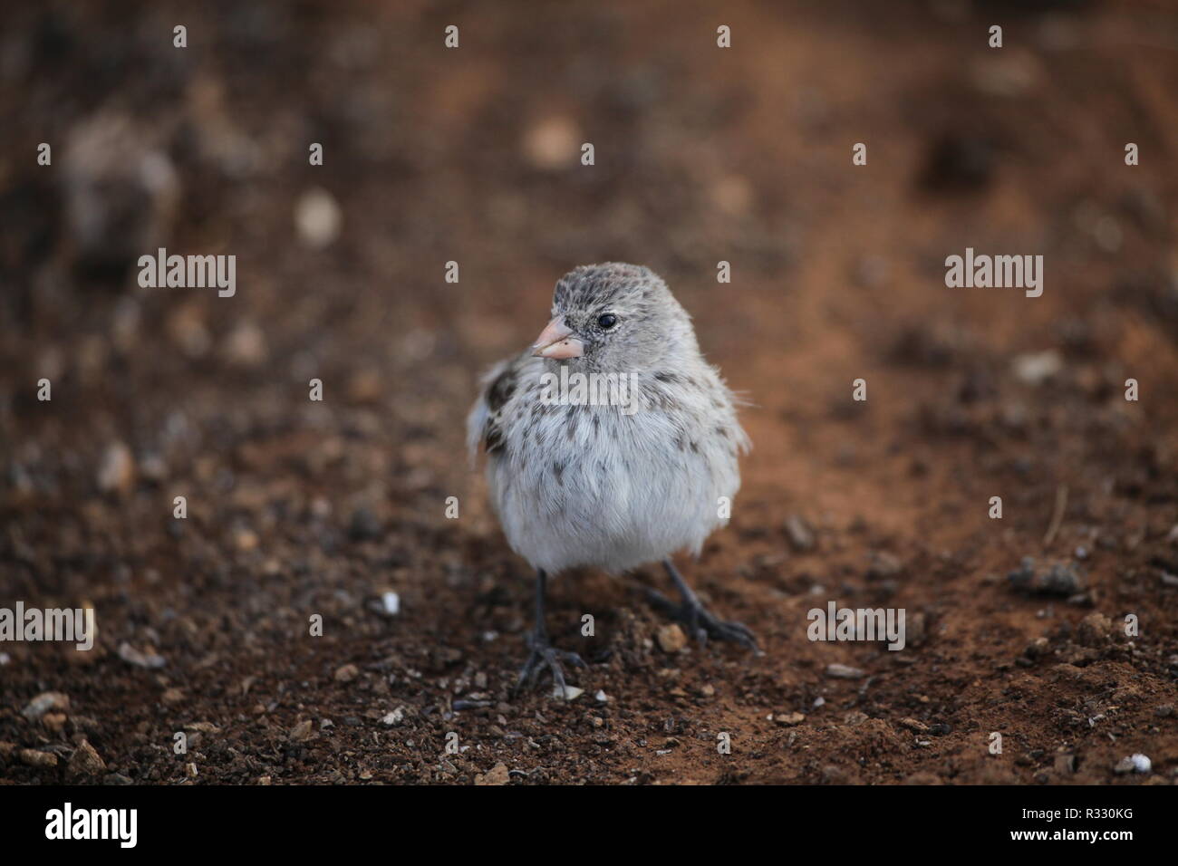 Galapagosfink hi-res stock photography and images - Alamy