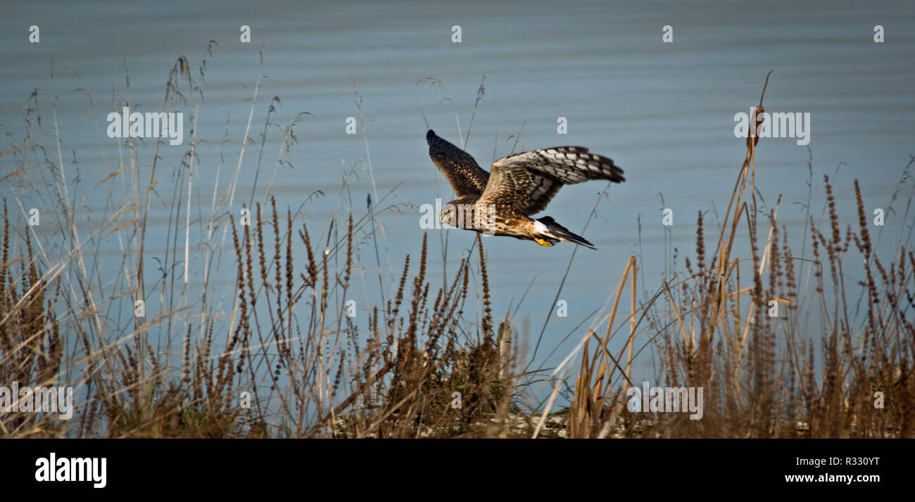 Marsh hawk hi-res stock photography and images - Alamy