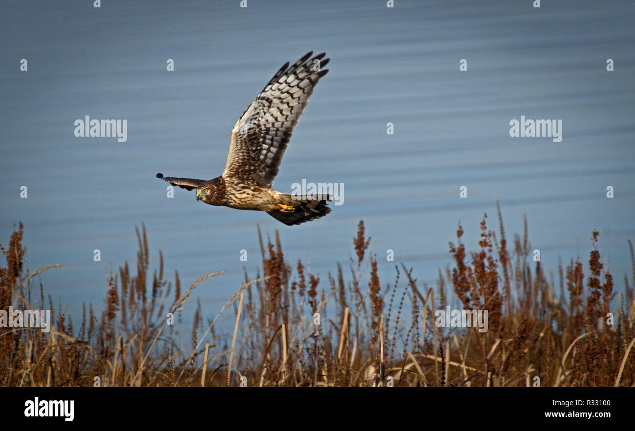 Harrier Hawk Stock Photo - Alamy