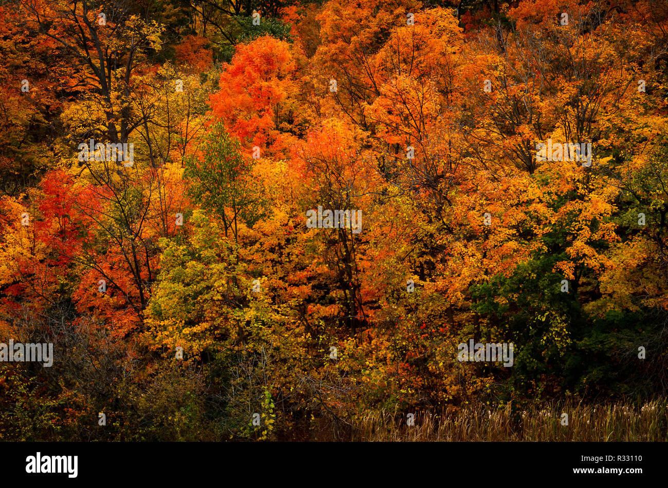 Brilliant Fall colors in the Don River Valley Stock Photo - Alamy